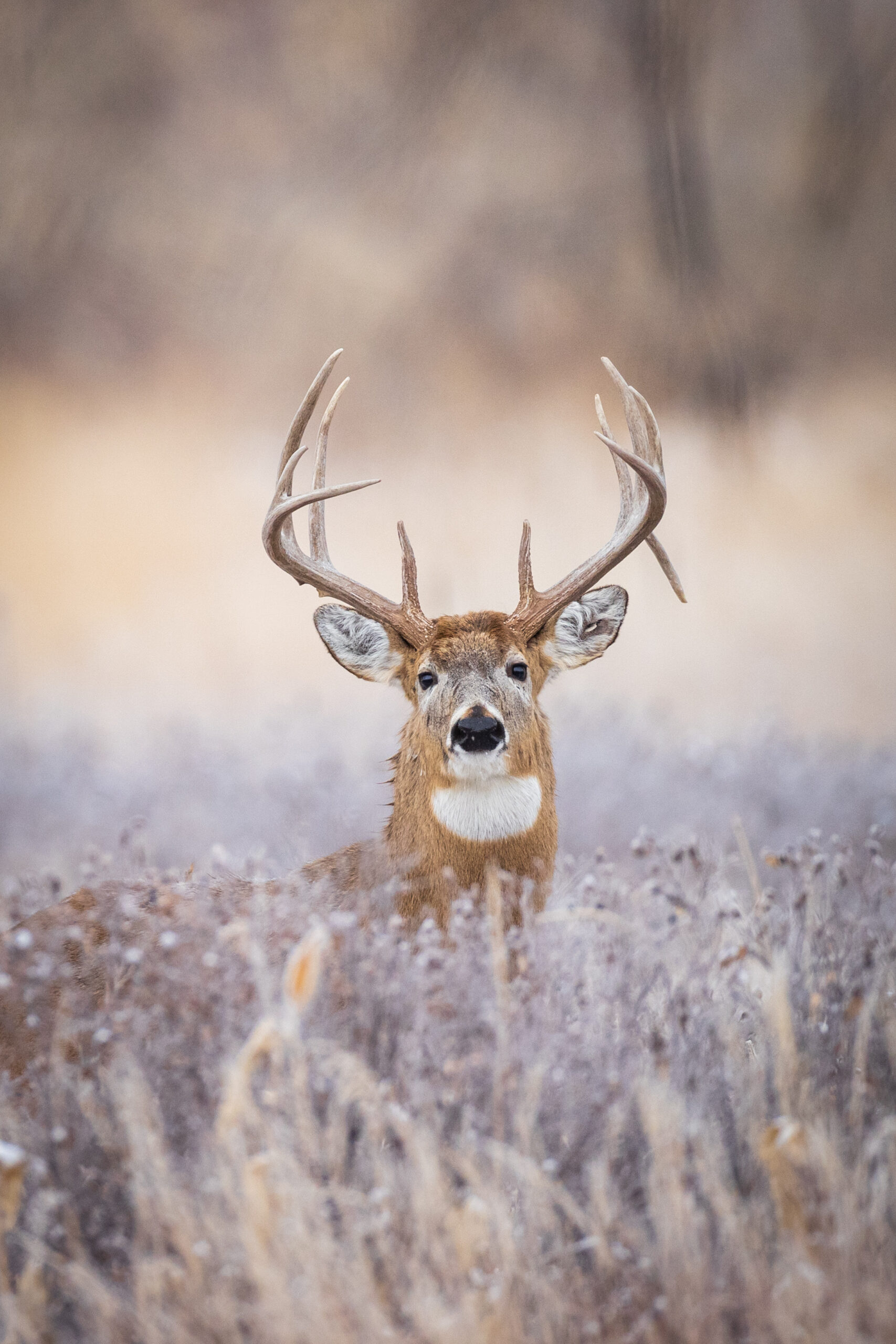 Home - Bear Buck Obsession